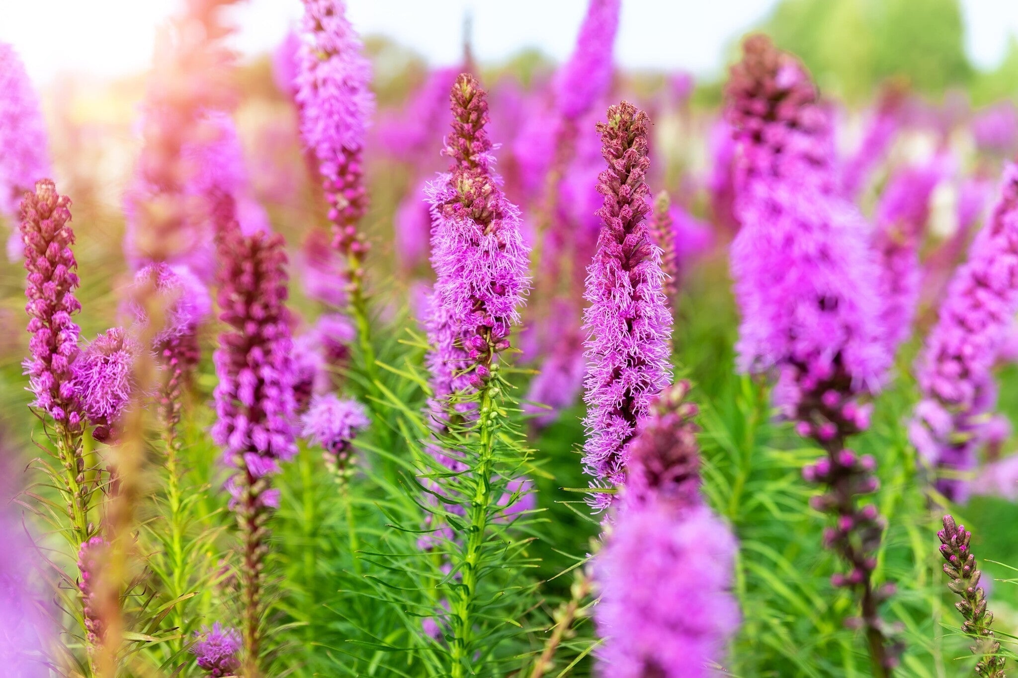 Plume du Kansas – Liatris spicata – Mulder Retail