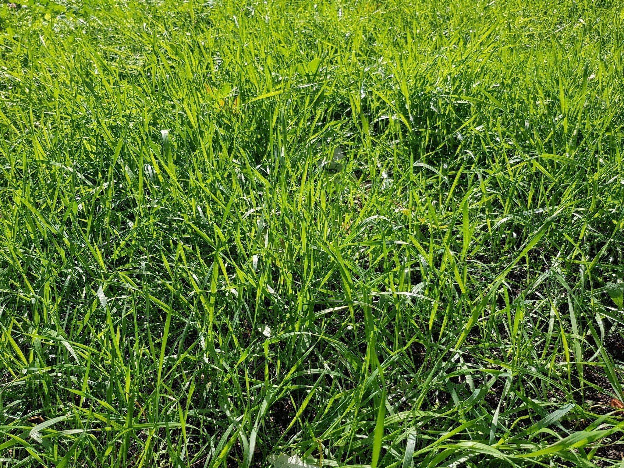 Ray-grass de Westerwold - Lolium multiflorum – Mulder Retail B.V.