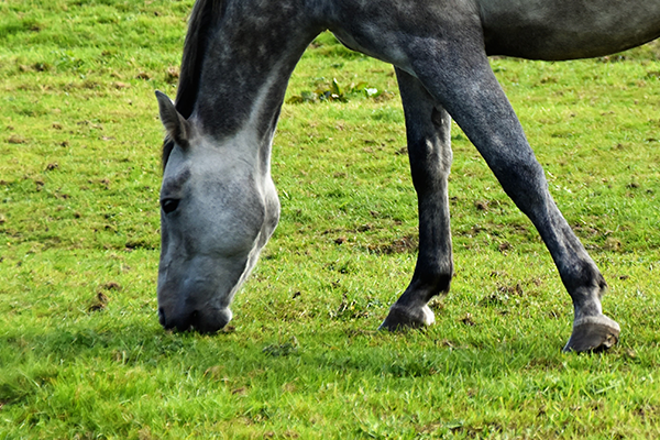 Semences de prairie pour chevaux – Mulder Retail B.V.
