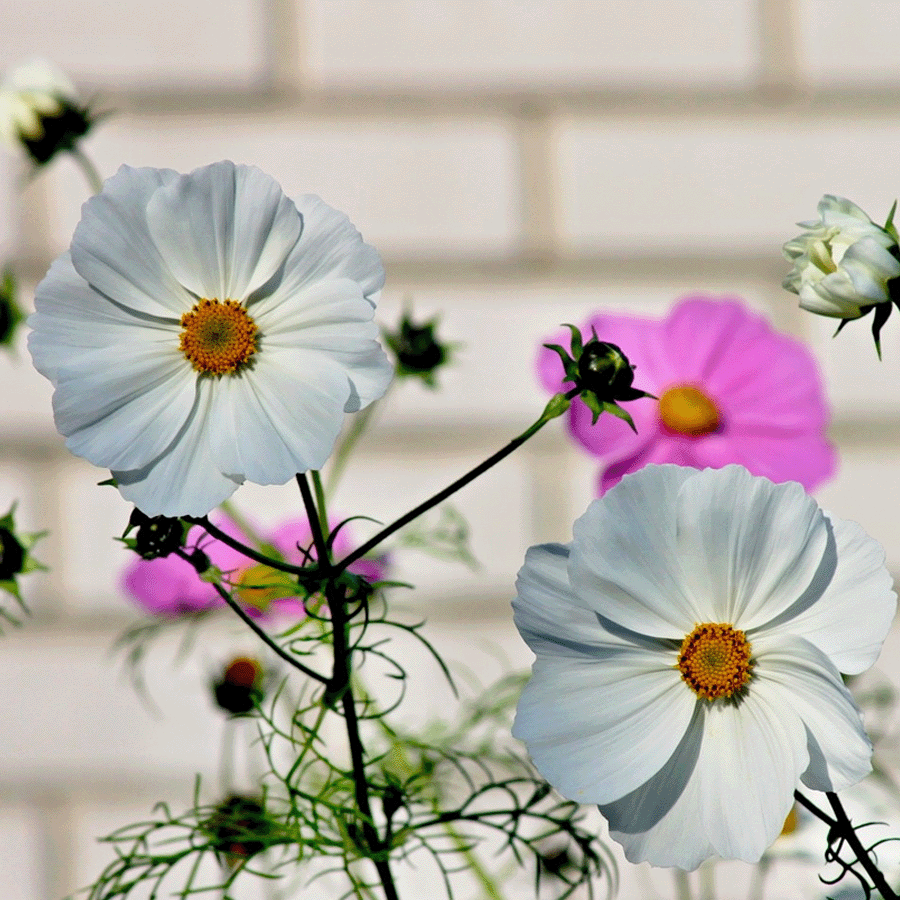 Cosmos bipenné - Cosmos Sensation Mix – Mulder Retail B.V.