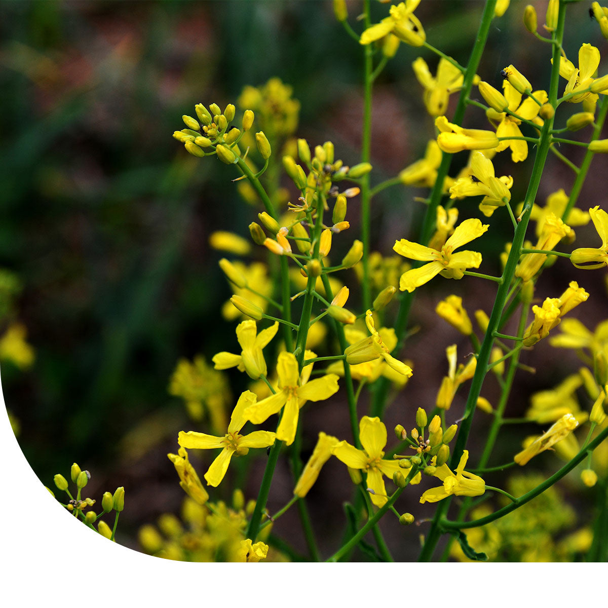 Acheter des choux à feuilles ? – Mulder Retail