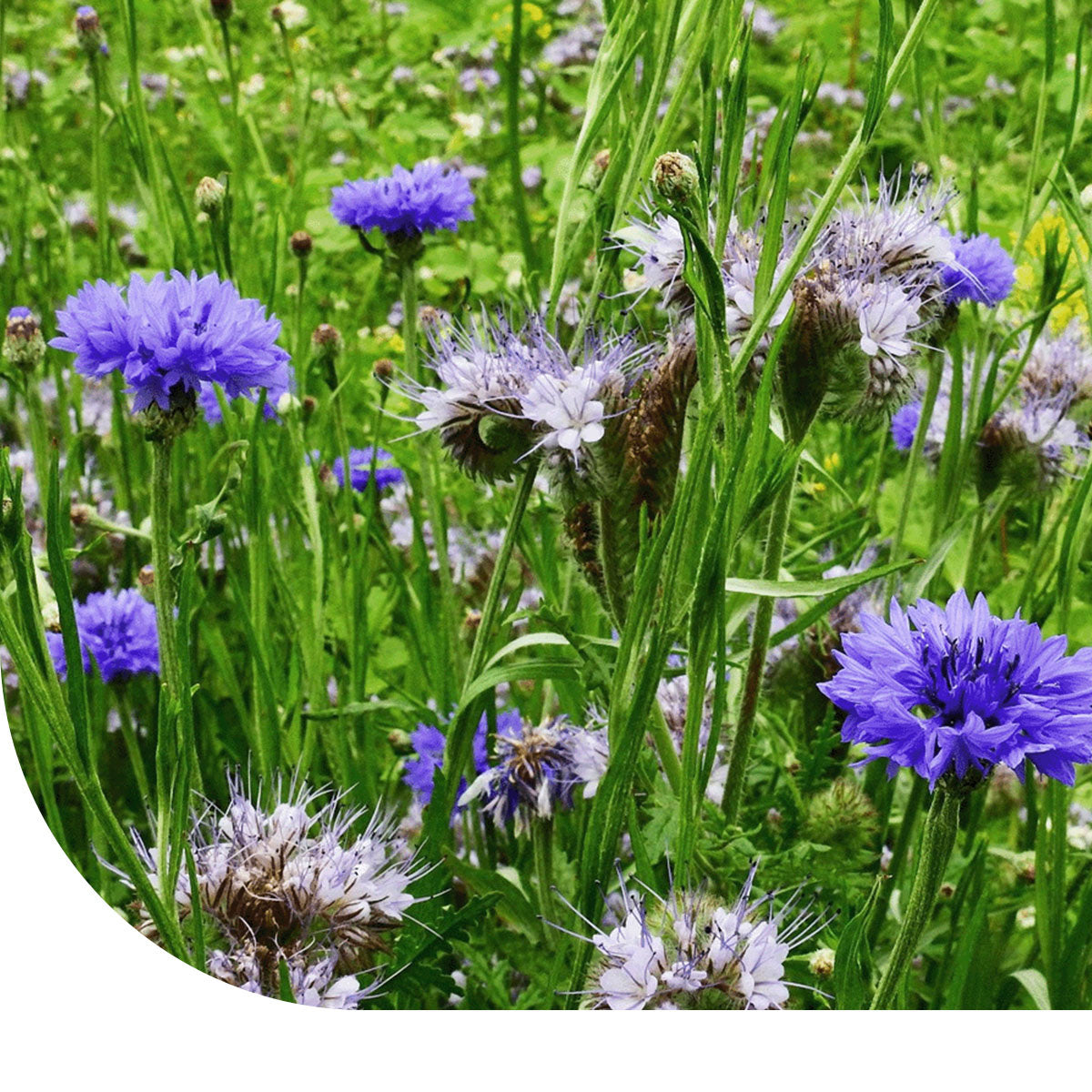 Mélange de fleurs d'abeilles Brandebourg – Mulder Retail