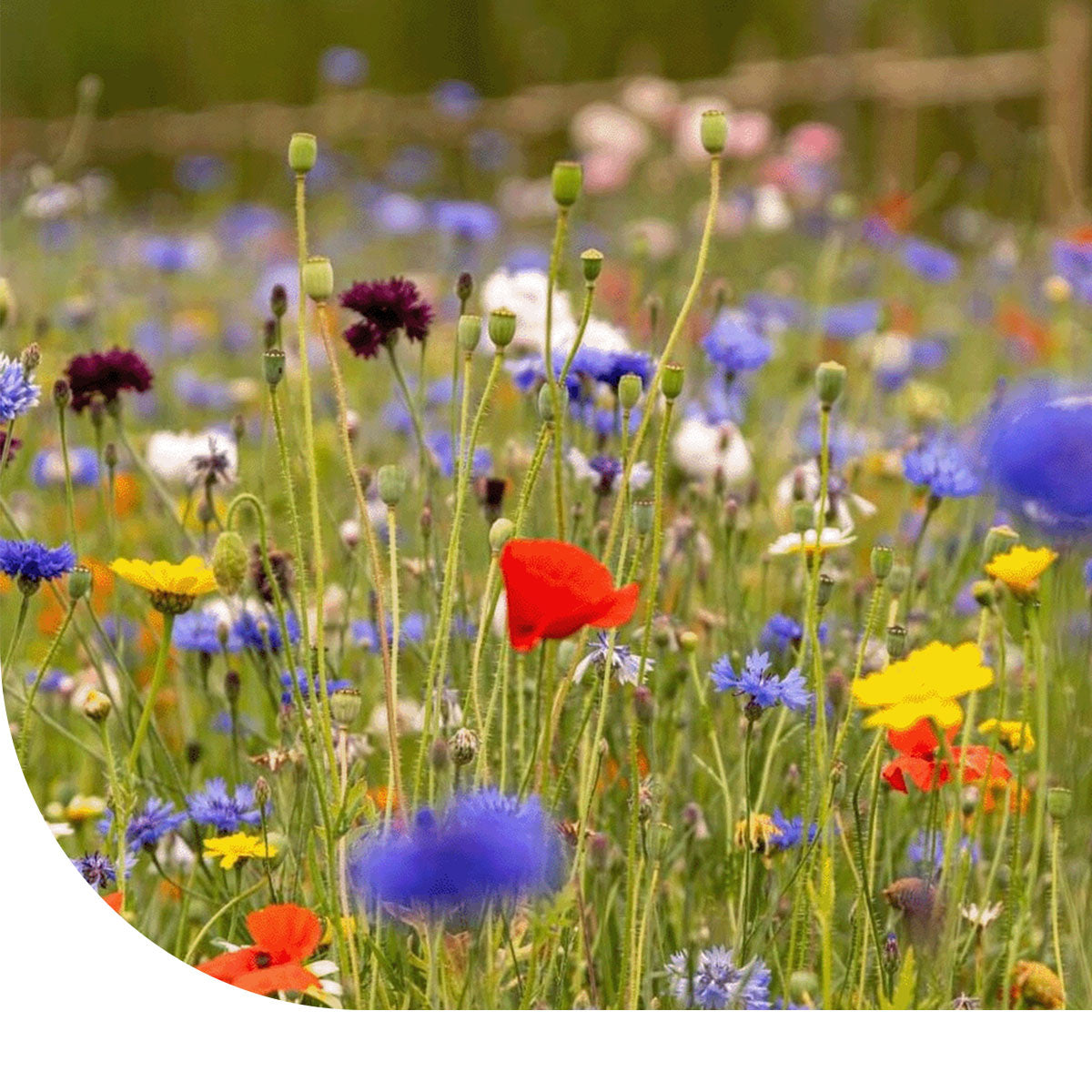 Type C1 - Mélange de fleurs comestibles – Mulder Retail