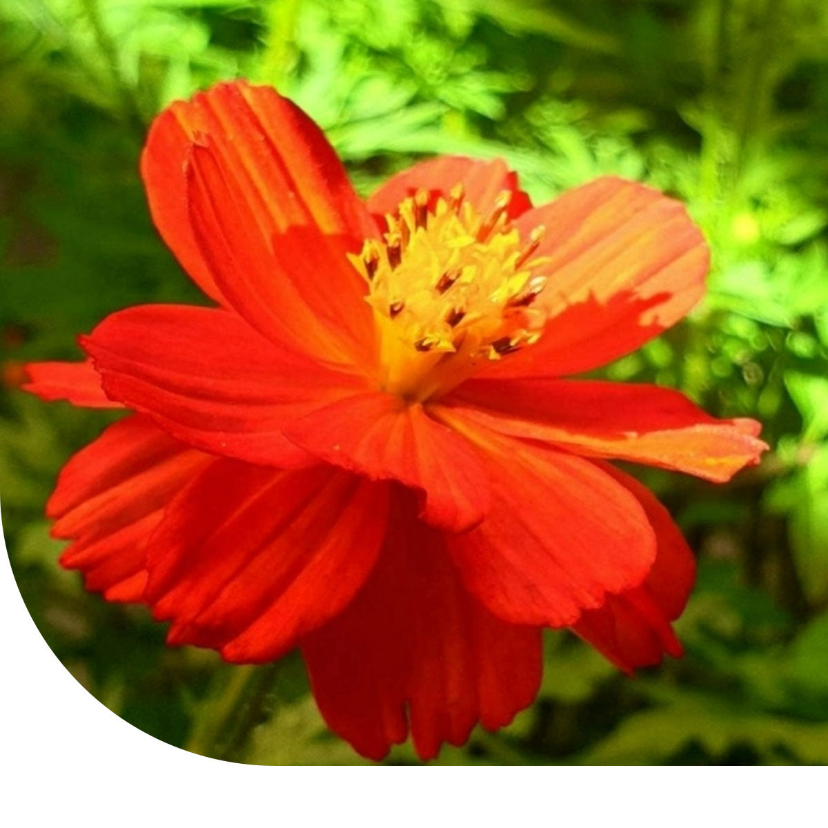 Cosmos sulphureus ‘Sunny Red’ – Mulder Retail