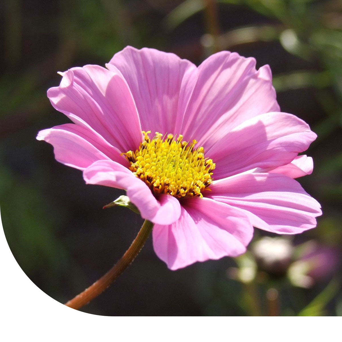 Cosmos Bipenné 'Daydream' – Cosmos bipinnatus – Mulder Retail B.V.