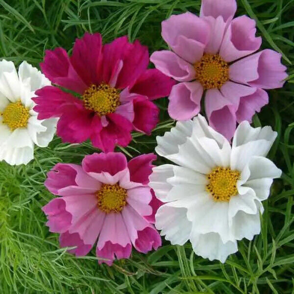Cosmos - Melange 'Sea Shells' | MRS Seeds – Mulder Retail
