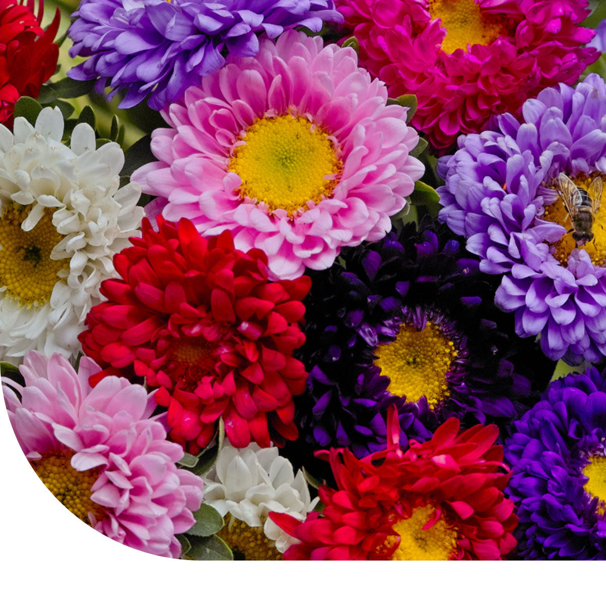 Aster nain - Callistephus chinensis – Mulder Retail