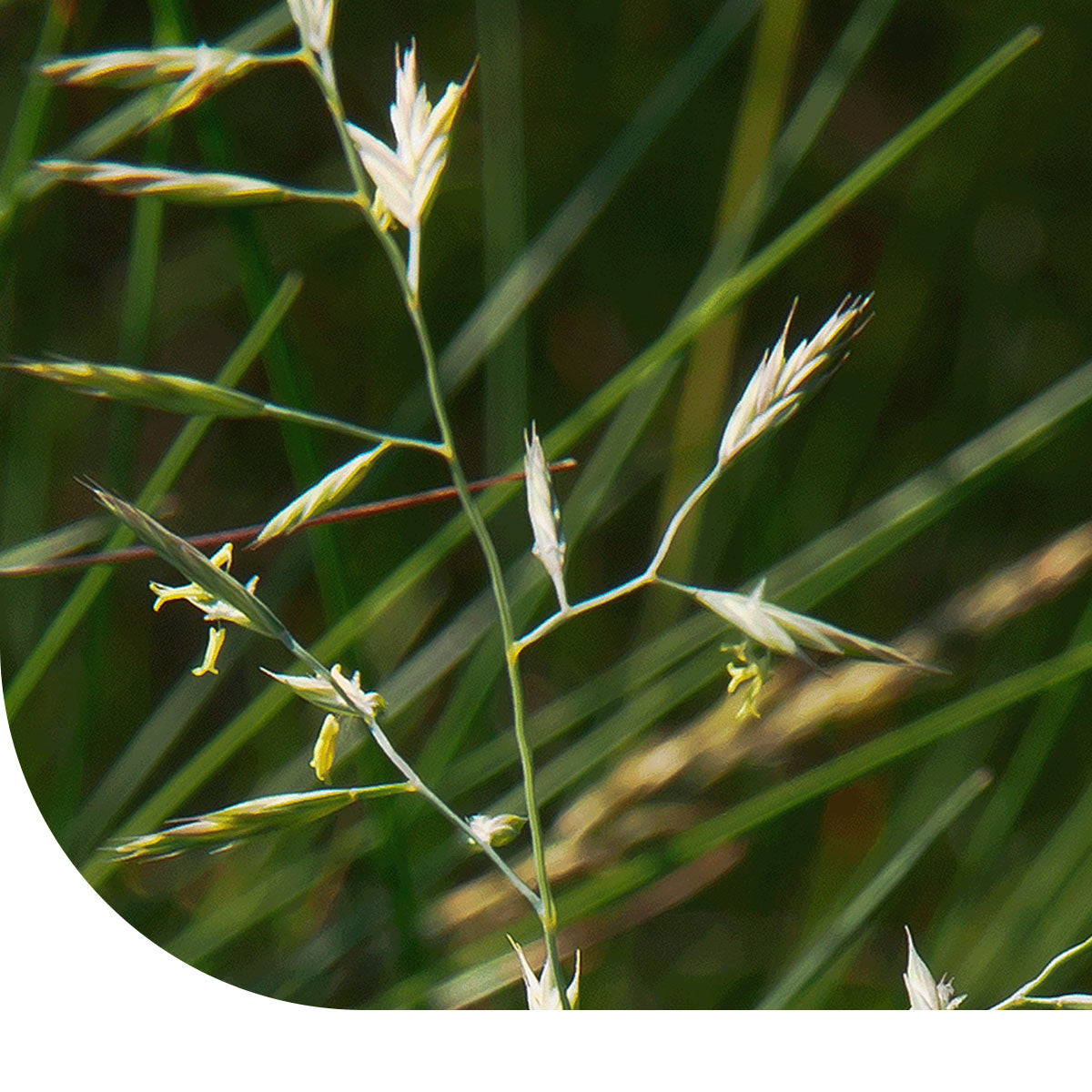 Fétuque durette – Festuca Brevipila – Mulder Retail B.V.