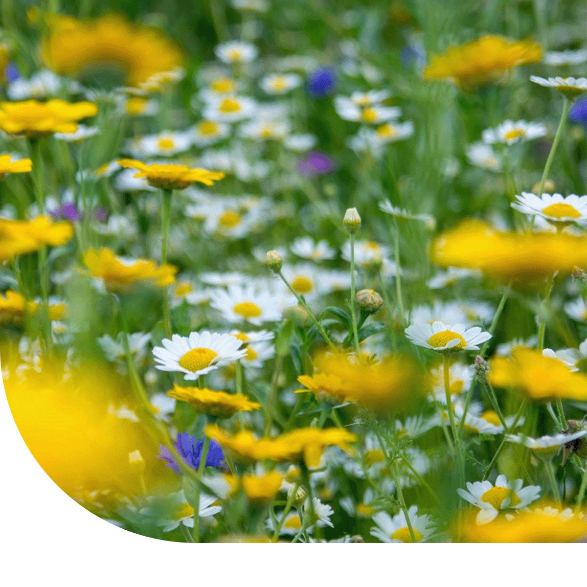 Type G1 - Mélange de prairies fleuries – Mulder Retail