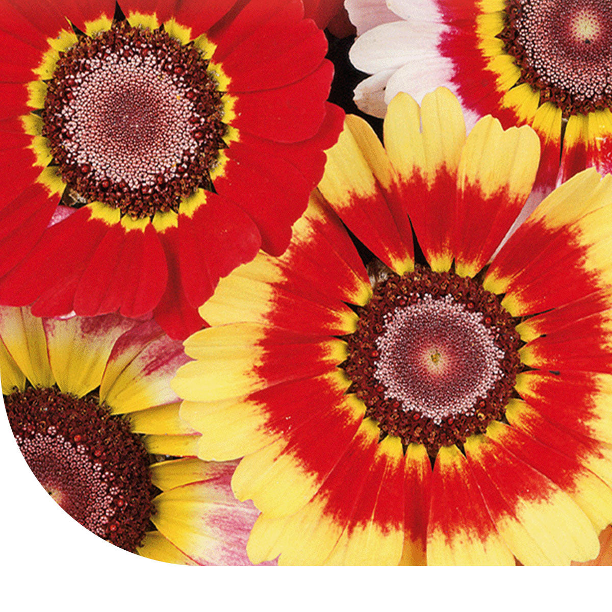 Glebionis Carinata – Chrysanthemum Carinatum | MRS Seeds – Mulder ...