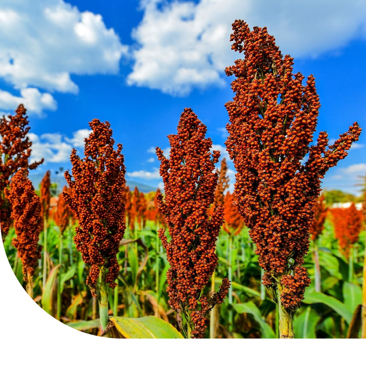 Sorgo commun - Sorghum nigrum | MRS Seeds – Mulder Retail