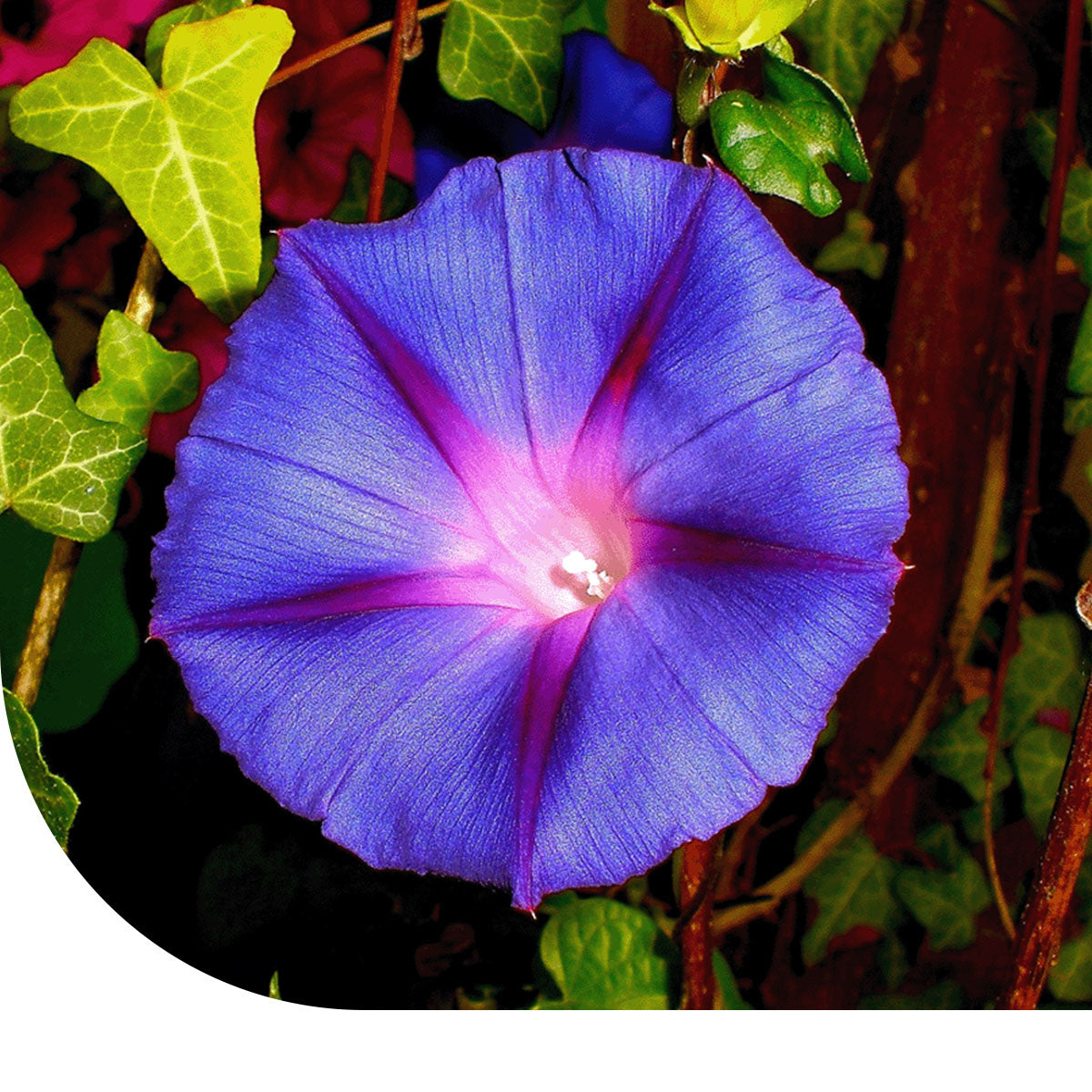 Ipomoea tricolor – Ipomoea Purpurea | MRS Seeds – Mulder Retail B.V.