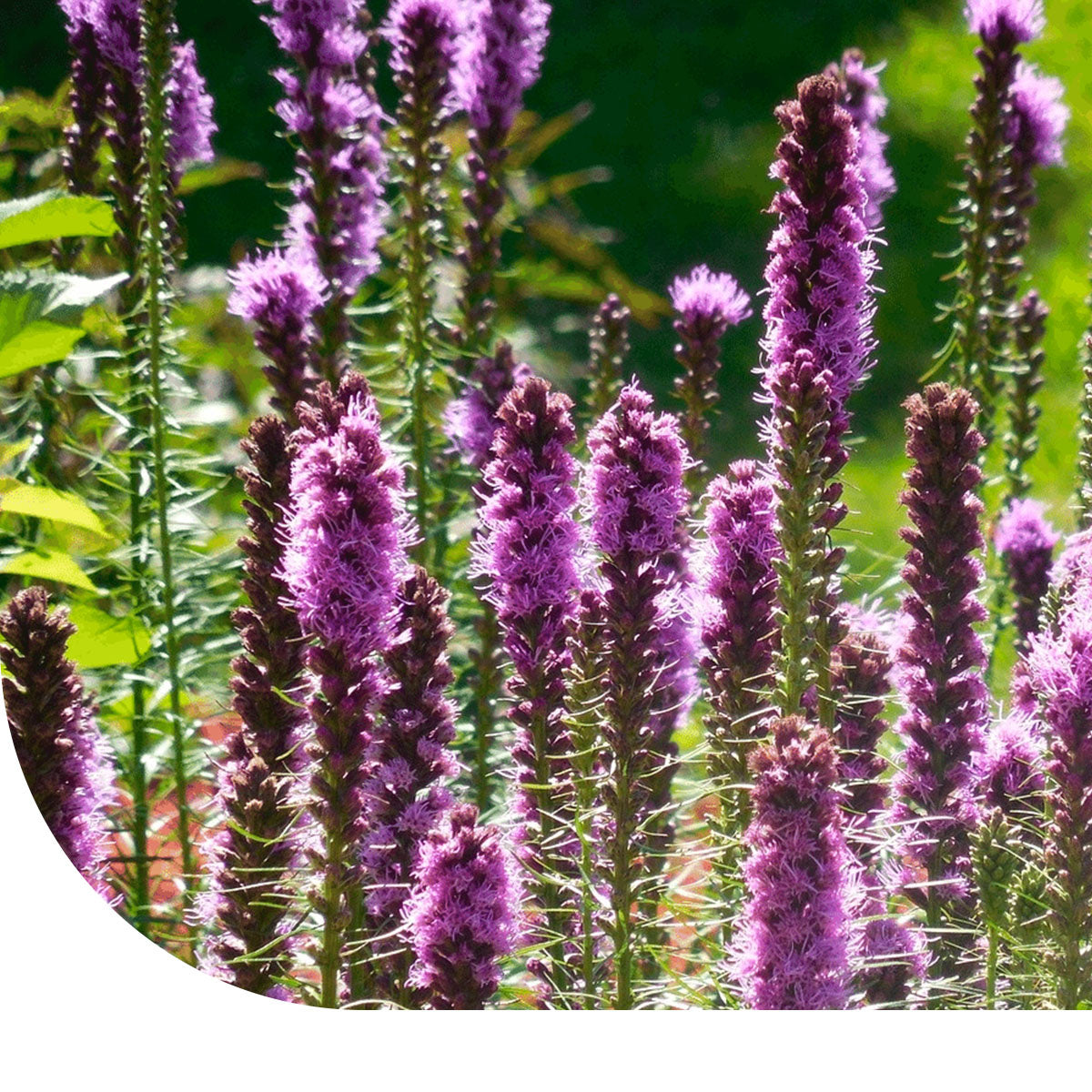 Liatris à épi - Liatris spicata | MRS Seeds – Mulder Retail
