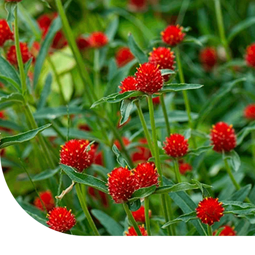 Gomphrena globosa – Gomphrena haageana – Mulder Retail B.V.