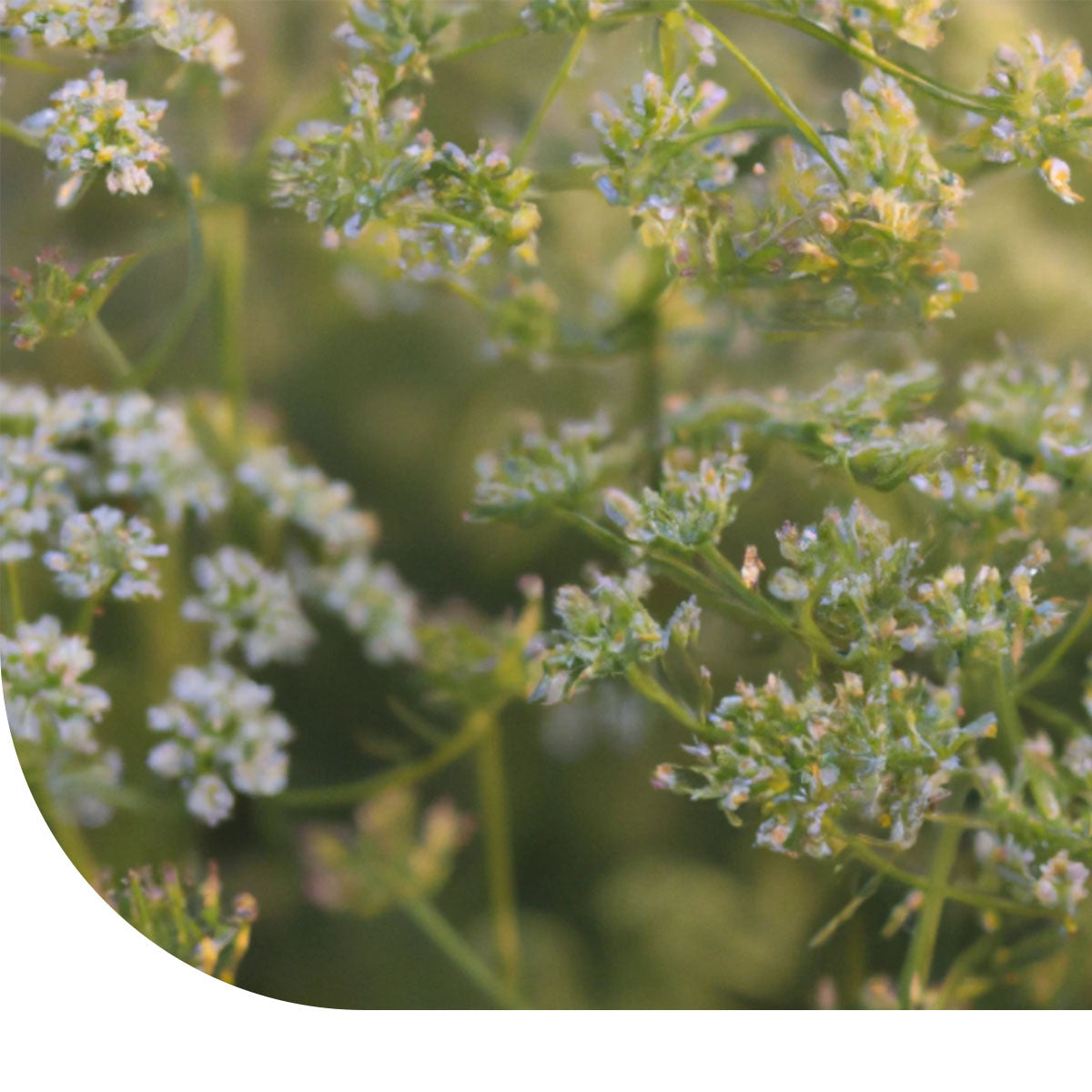 Cumin – Cuminum cyminum | MRS Seeds – Mulder Retail B.V.