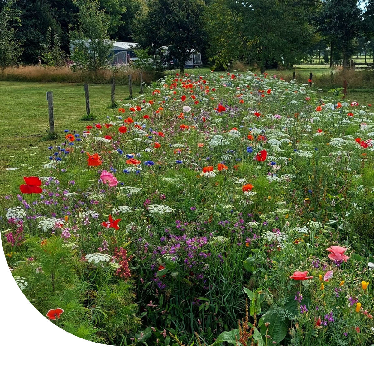 Mélange de fleurs basses – annuelles et vivaces – Mulder Retail B.V.