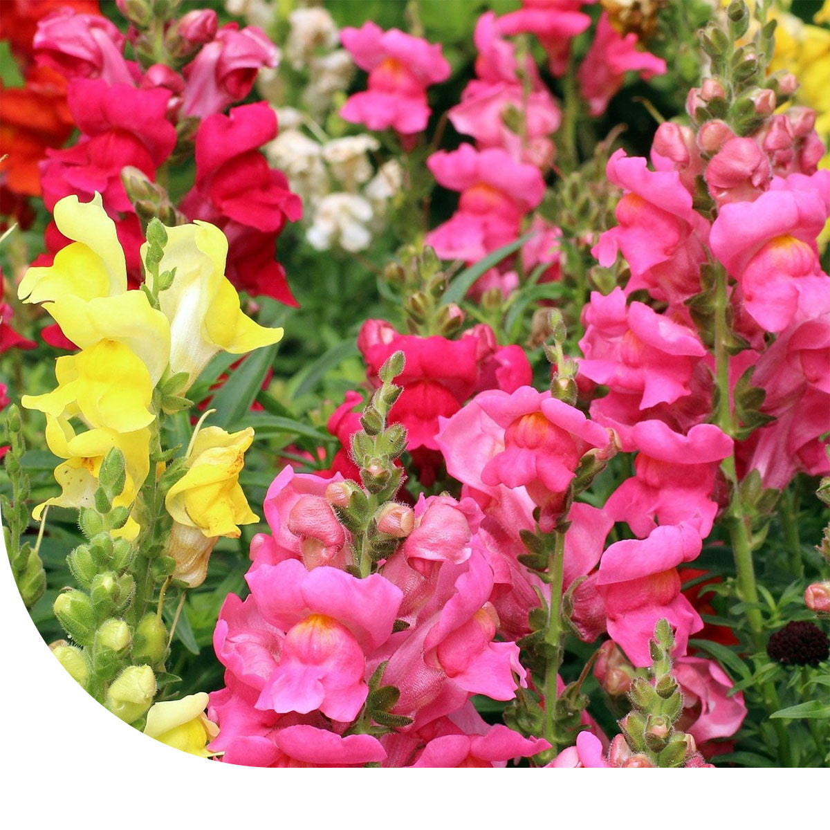 Mufliers – Antirrhinum – Mulder Retail B.V.