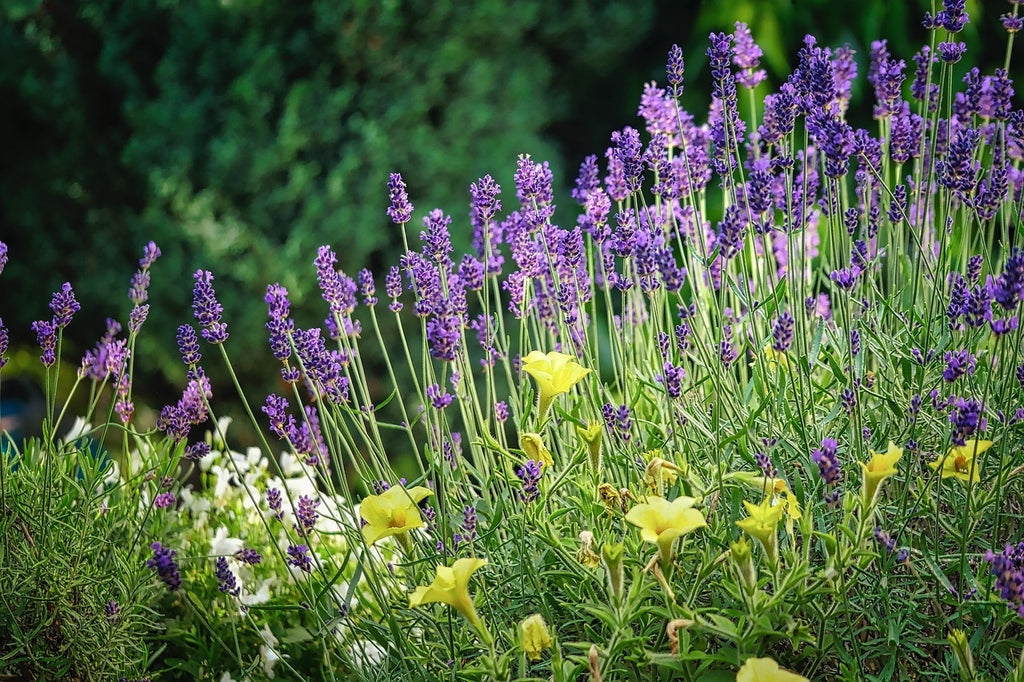 Mélange de fleurs de jardins parfumés - annuelles – Mulder Retail