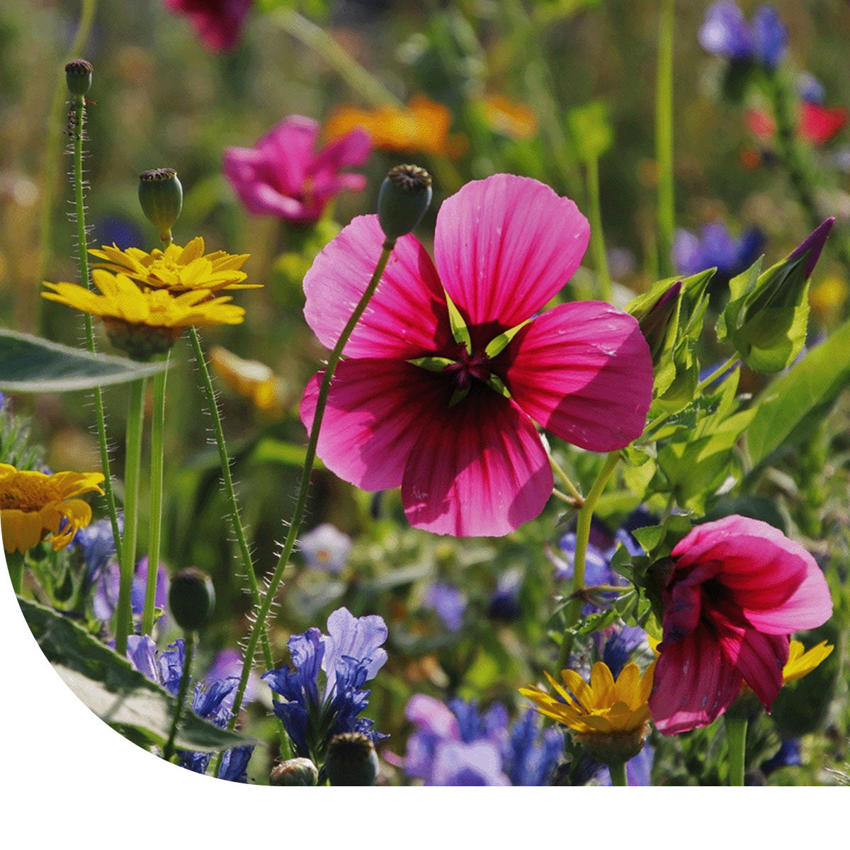 Mélange de fleurs pour abeilles annuelles – Mulder Retail