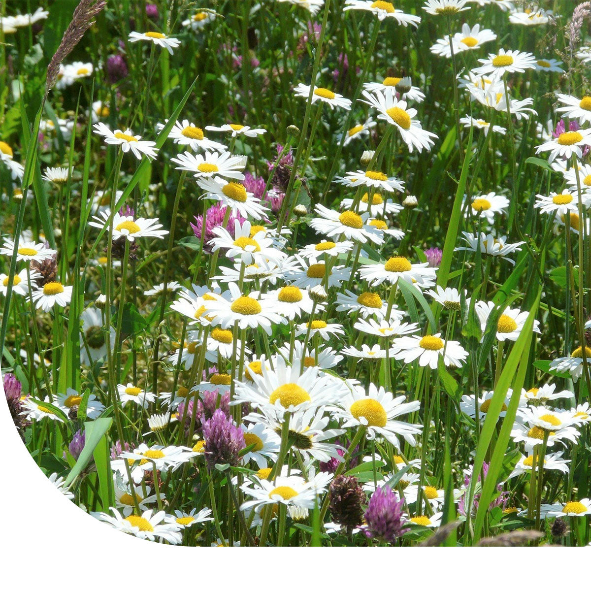 Mélange de leucanthemum 2 - indigène – Mulder Retail