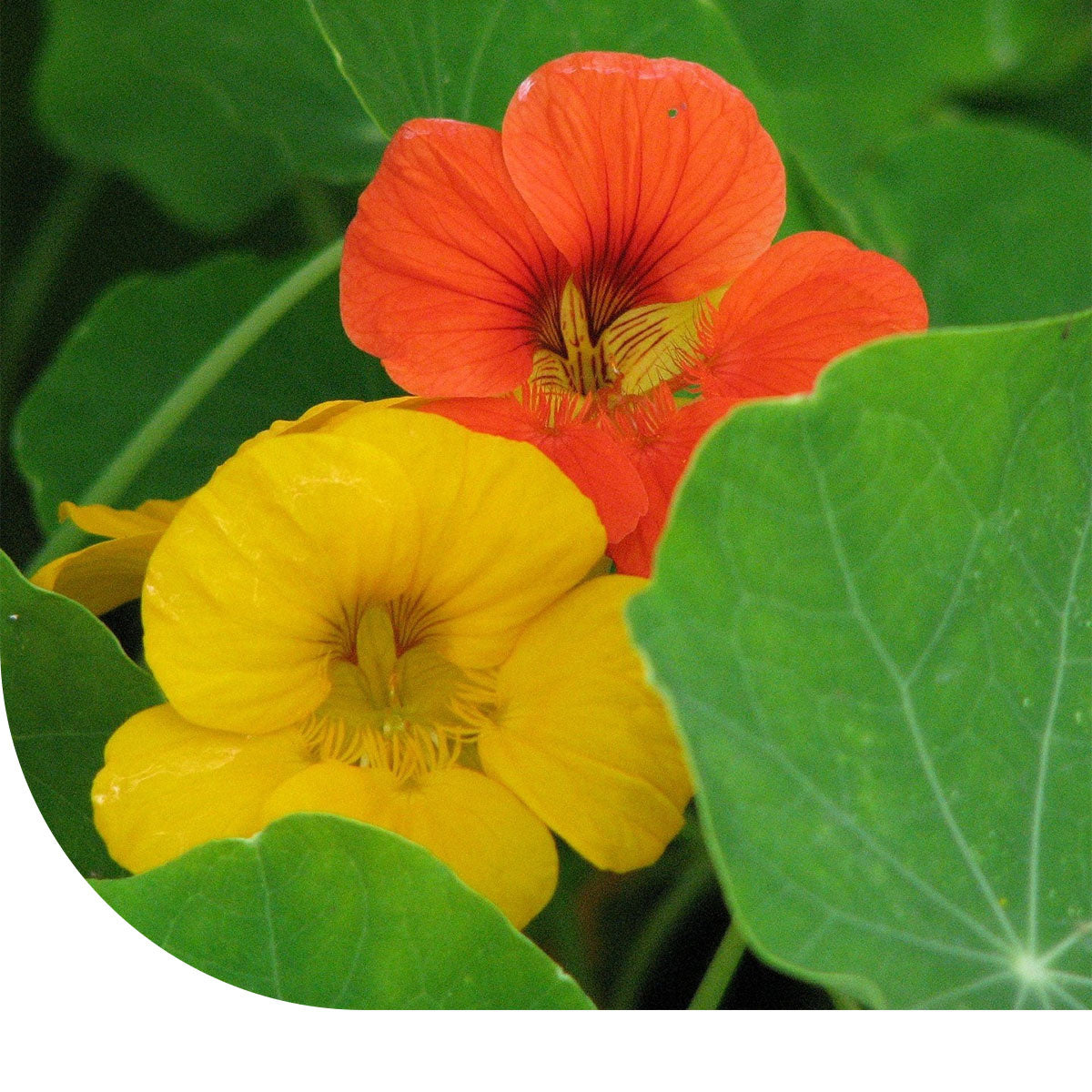Grande Capucine 'Tom Thumb' - Tropaeolum Majus Nanum | MRS Seeds ...