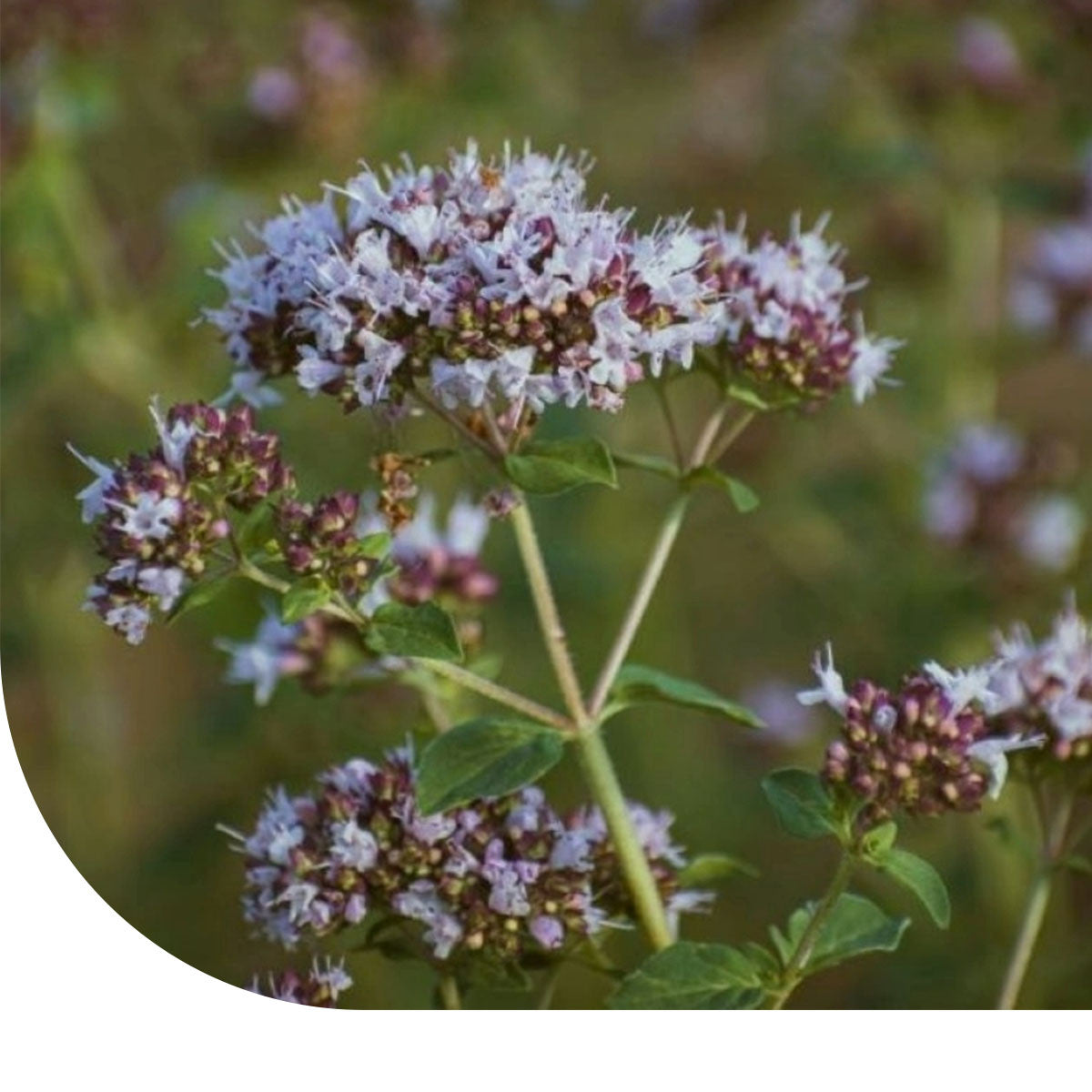 Origan – Origanum vulgare | MRS Seeds – Mulder Retail B.V.