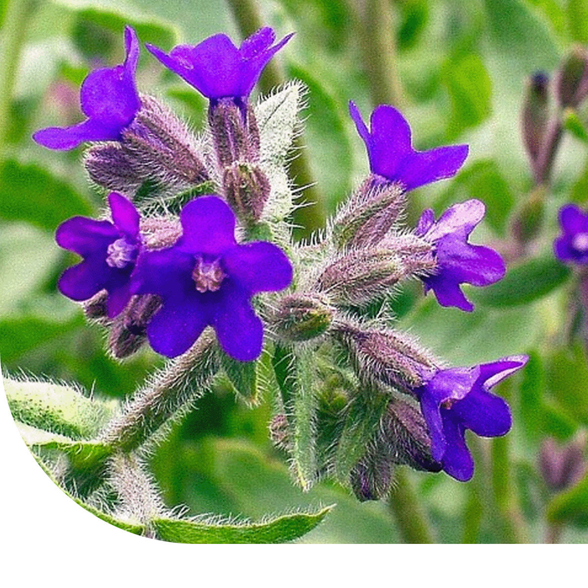 Anchusa – Anchusa Capensis 'Dawn' | MRS Seeds – Mulder Retail B.V.