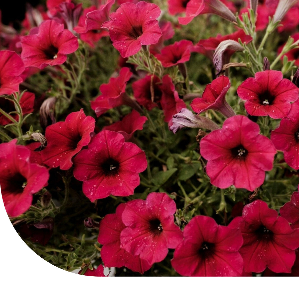 Pétunia nana compacta - Fire Chief | MRS Seeds – Mulder Retail