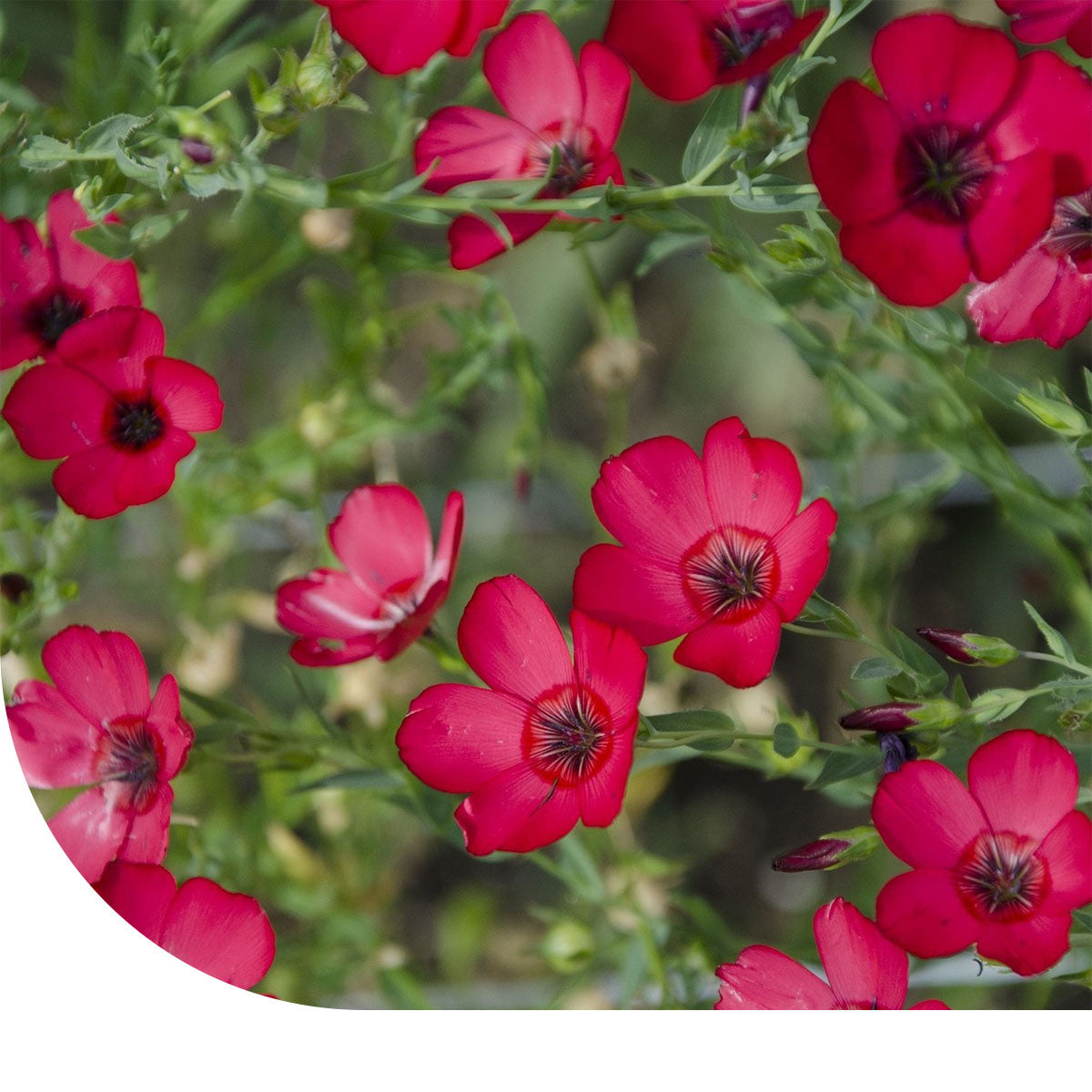 Lin rouge - Linum Rubrum Grandiflorum | MRS Seeds – Mulder Retail