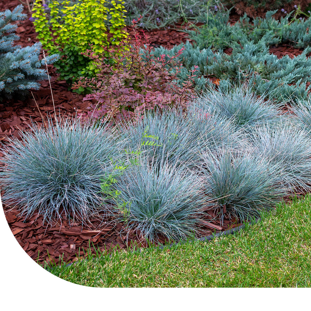 Fétuque bleue – Festuca glauca | MRS Seeds – Mulder Retail B.V.