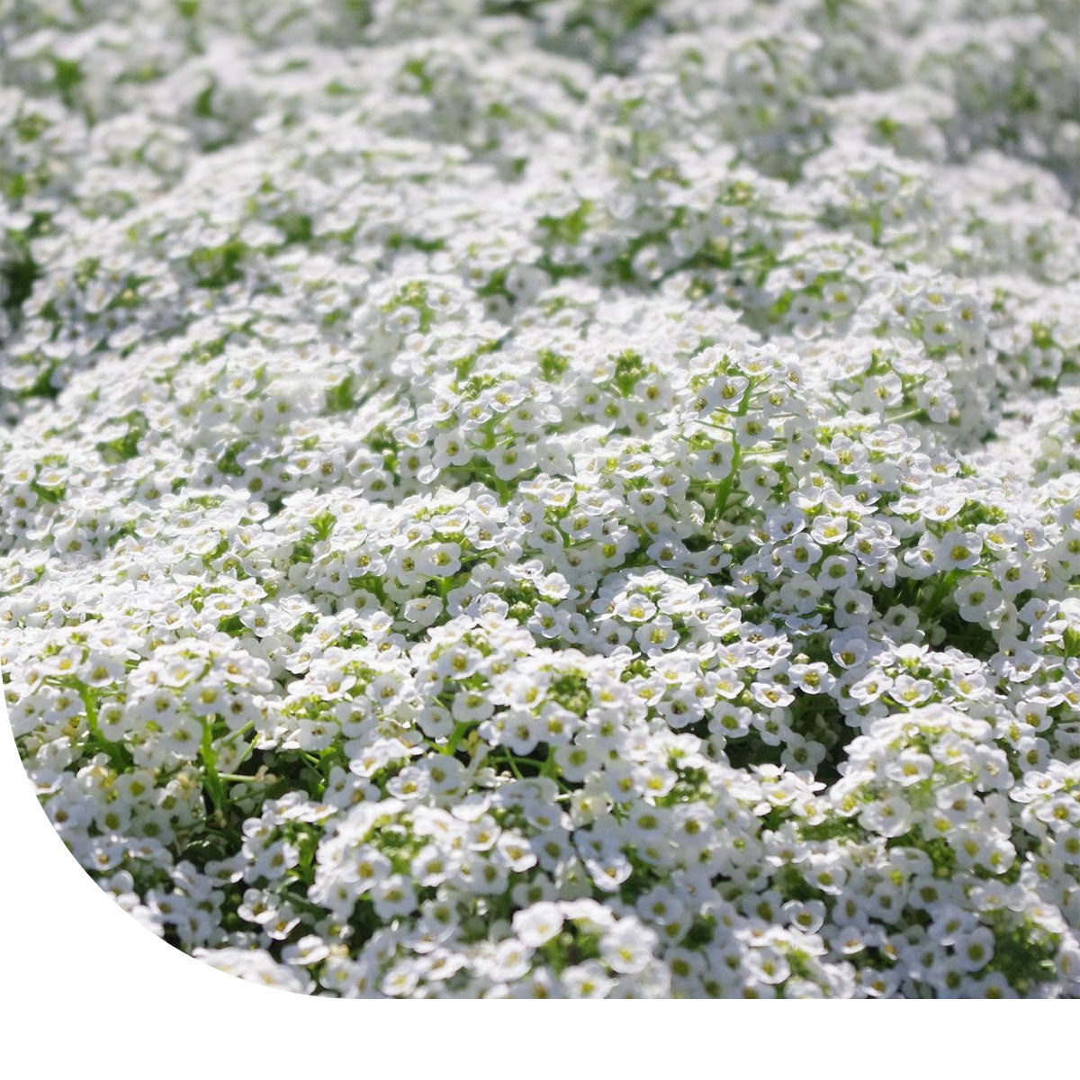 Alyssum ‘Tapis de neige’ - Alyssum lobularia – Mulder Retail