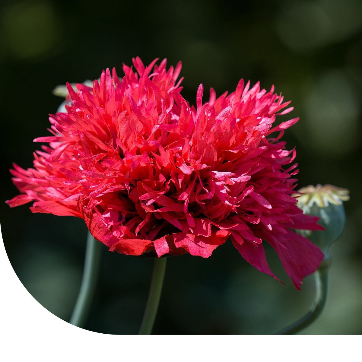 Pavot somnifère – Papaver Somniferum – Graine de pavot | MRS Seeds ...