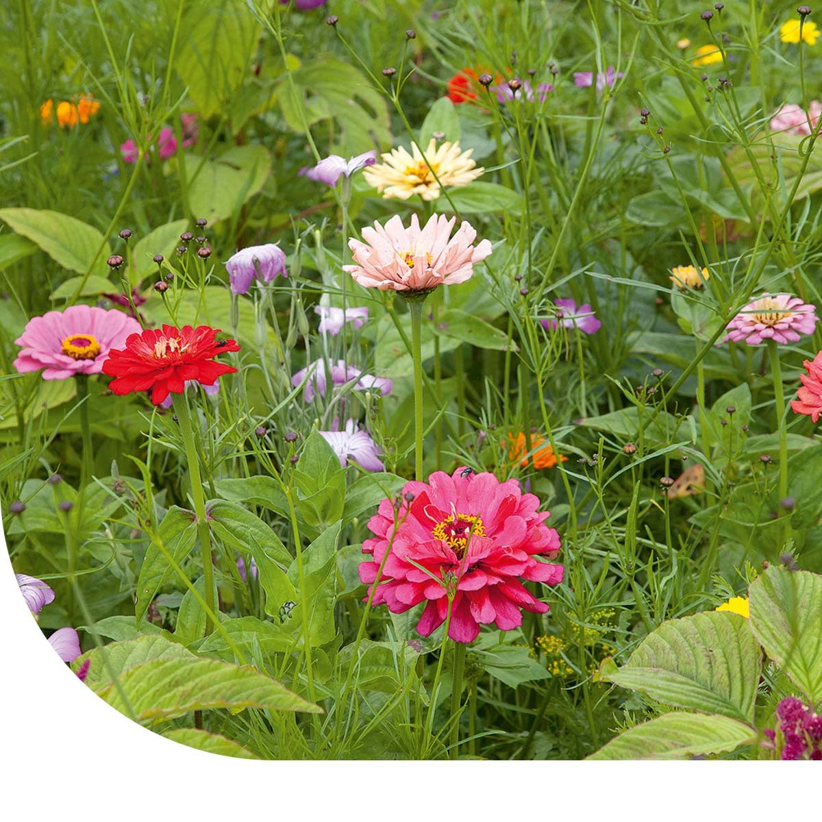 Mélange de fleurs coupées annuelles – Mulder Retail