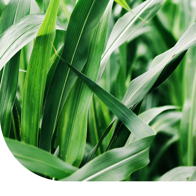 Herbe du Soudan - Plante d'engrais vert – Mulder Retail