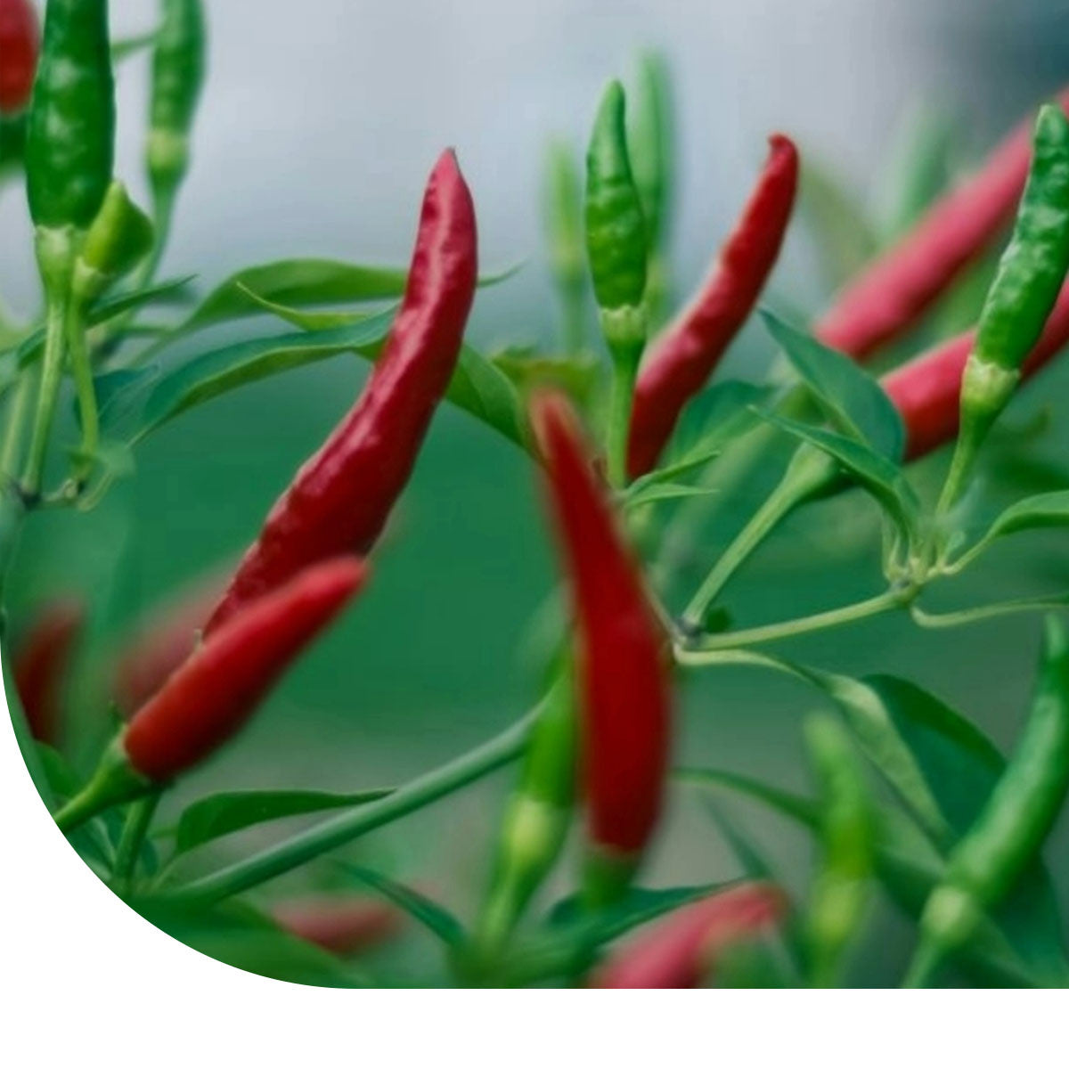 Graines de piment de Cayenne – Mulder Retail