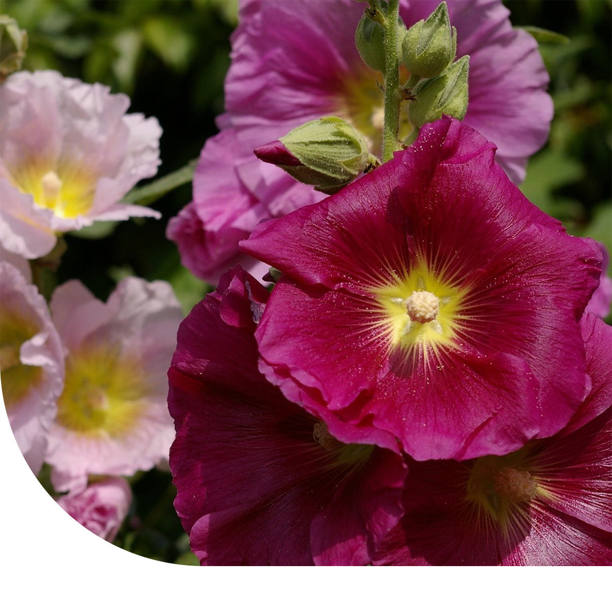 Alcea rosea 'Summer Carnival' - Alcea Rosea – Mulder Retail