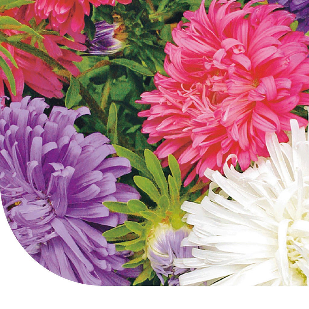 Plume d'autruche (Aster d'été) - mixte | MRS Seeds – Mulder Retail