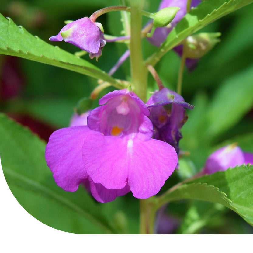 Balsamine des jardins - Impatiens balsamina | MRS Seeds – Mulder Retail ...