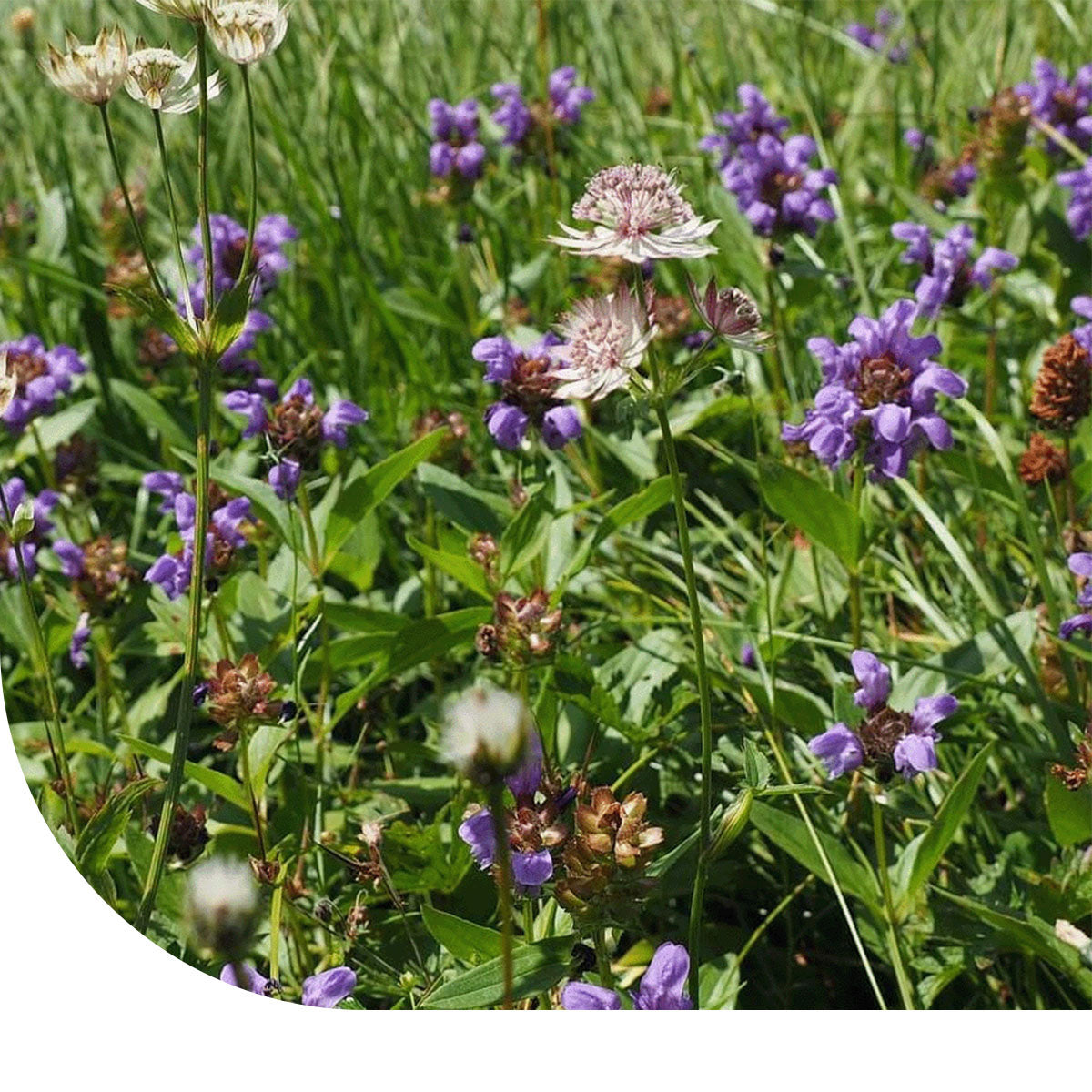 Type G4 - Mélange de prairies fleuries - vivaces – Mulder Retail