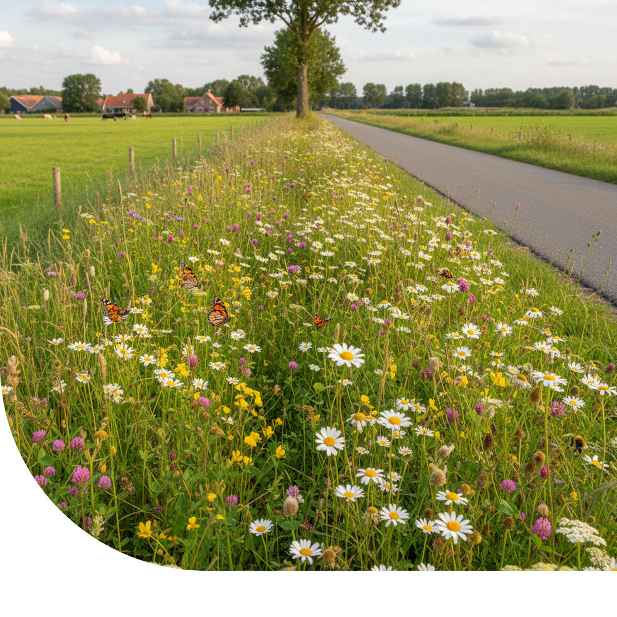 Type G5 - Mélange de fleurs - Fleurs de bordure – Mulder Retail