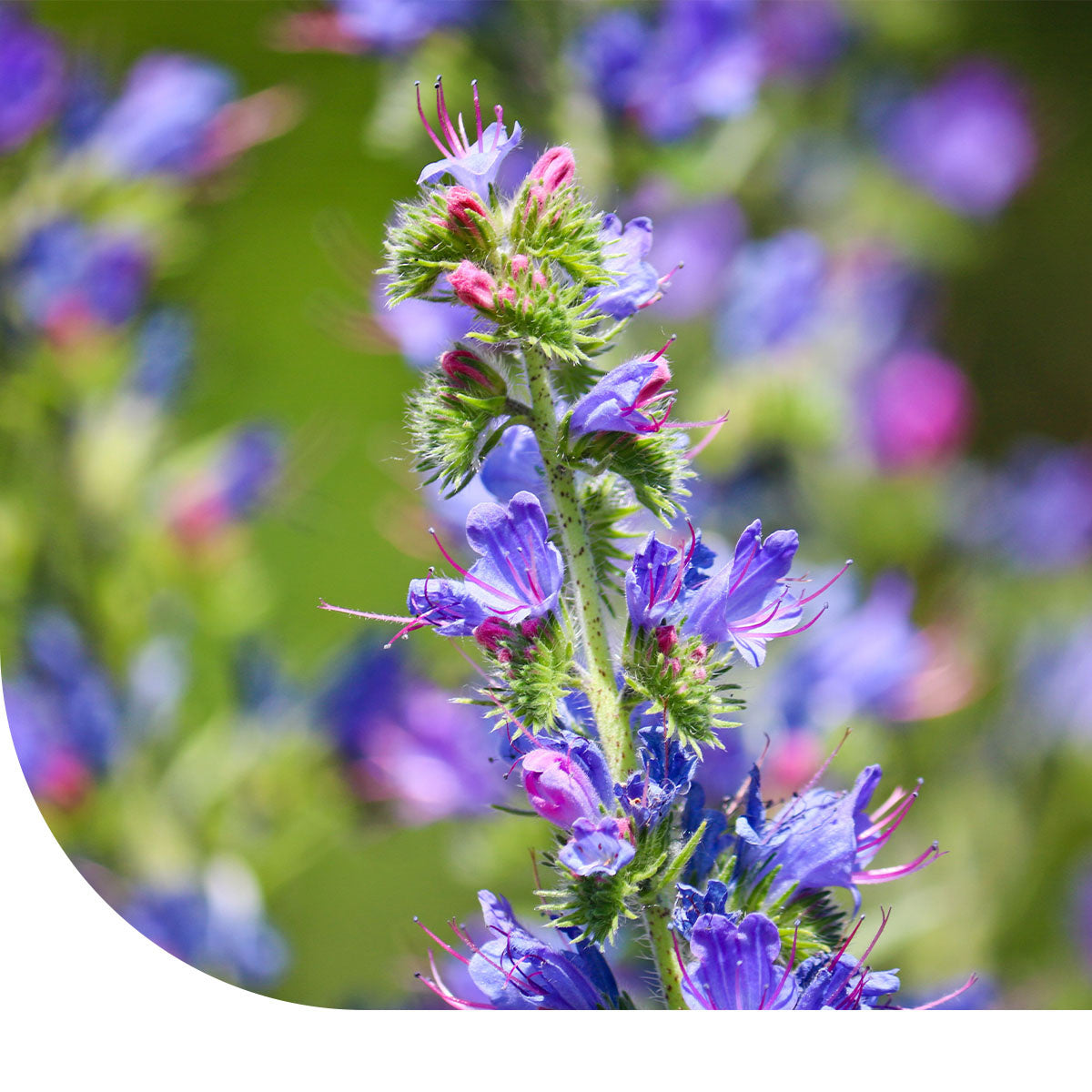 Vipérine commune - Echium vulgare | MRS Seeds – Mulder Retail
