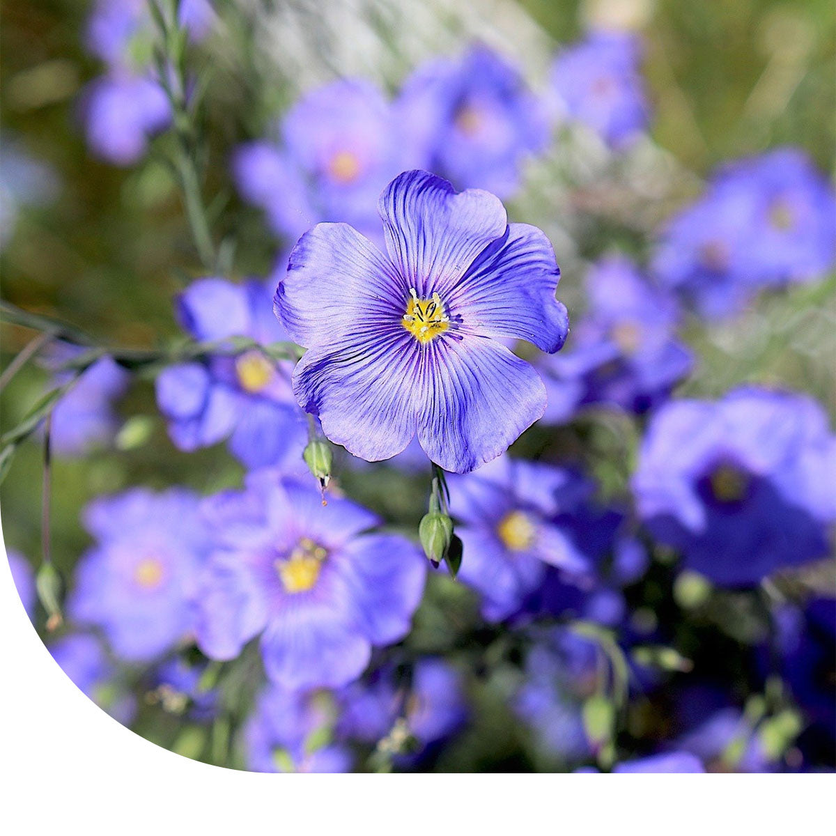 Lin cultivé – Linum usitatissimum | MRS Seeds – Mulder Retail B.V.