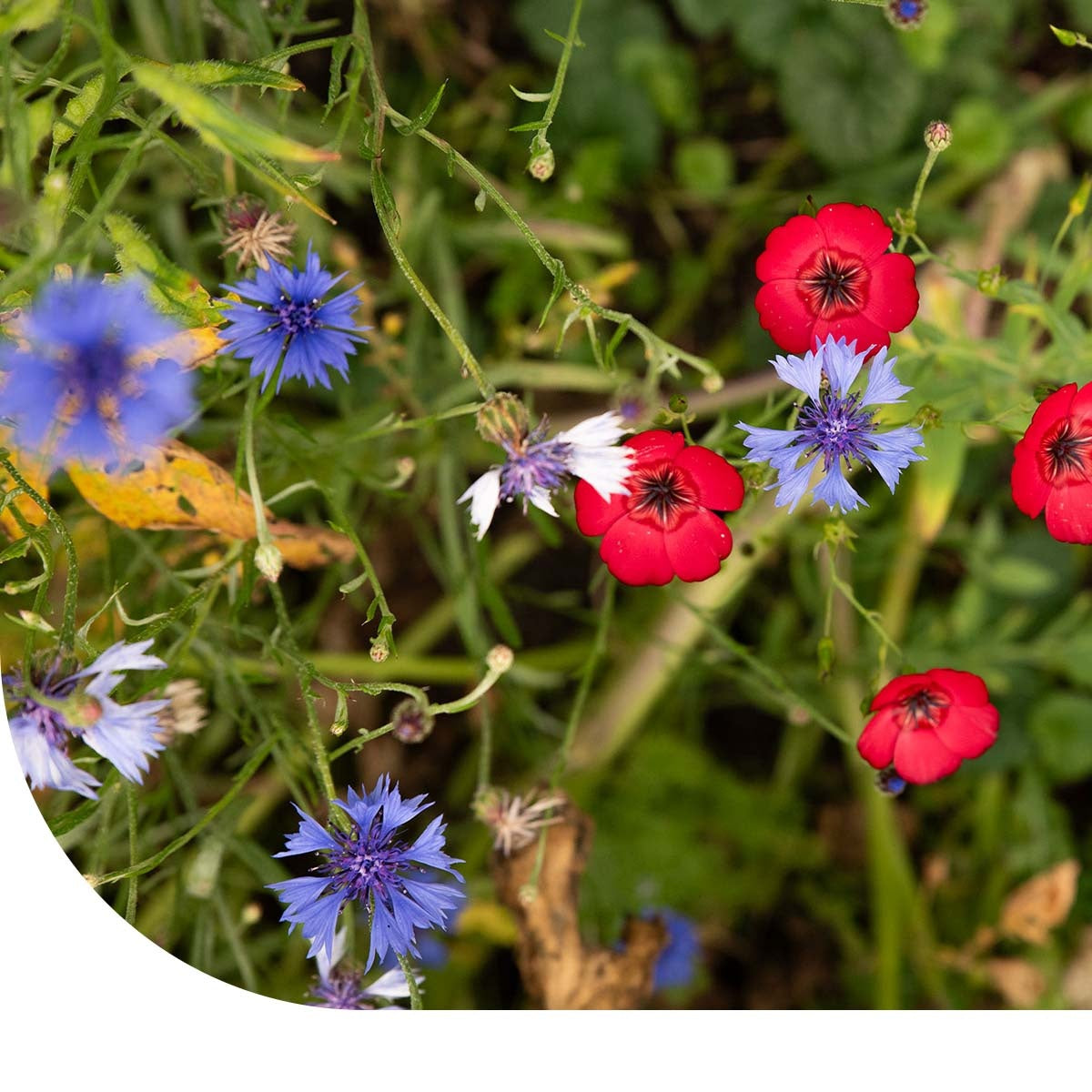 Mélange de fleurs pour oiseaux – Mulder Retail