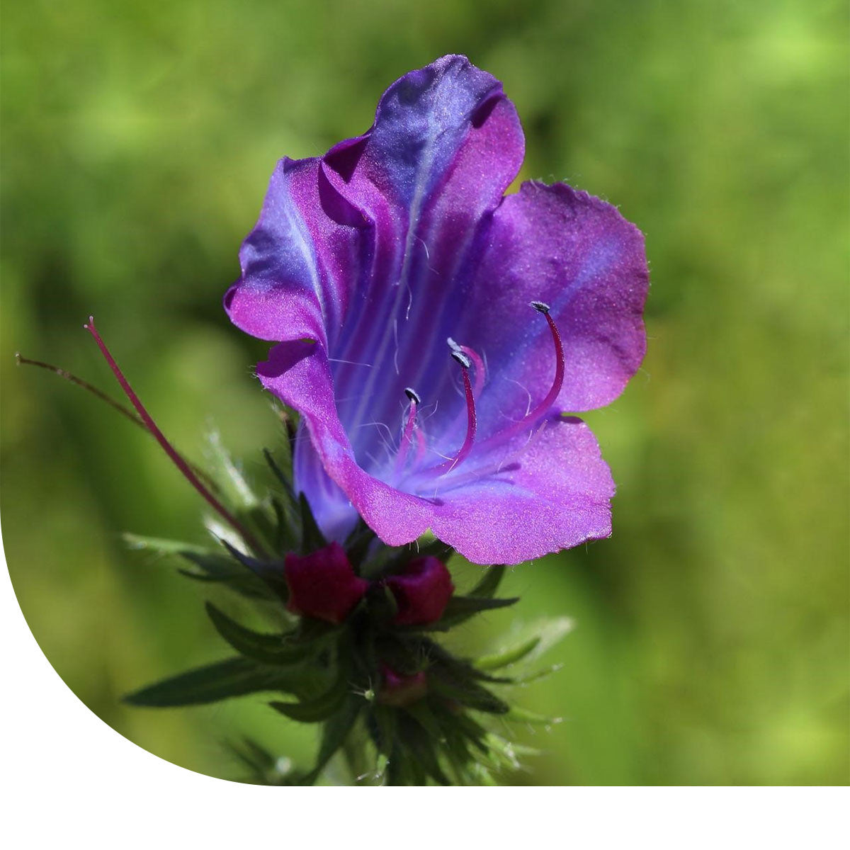 Vipérine Faux Plantain - Echium plantagineum – Mulder Retail