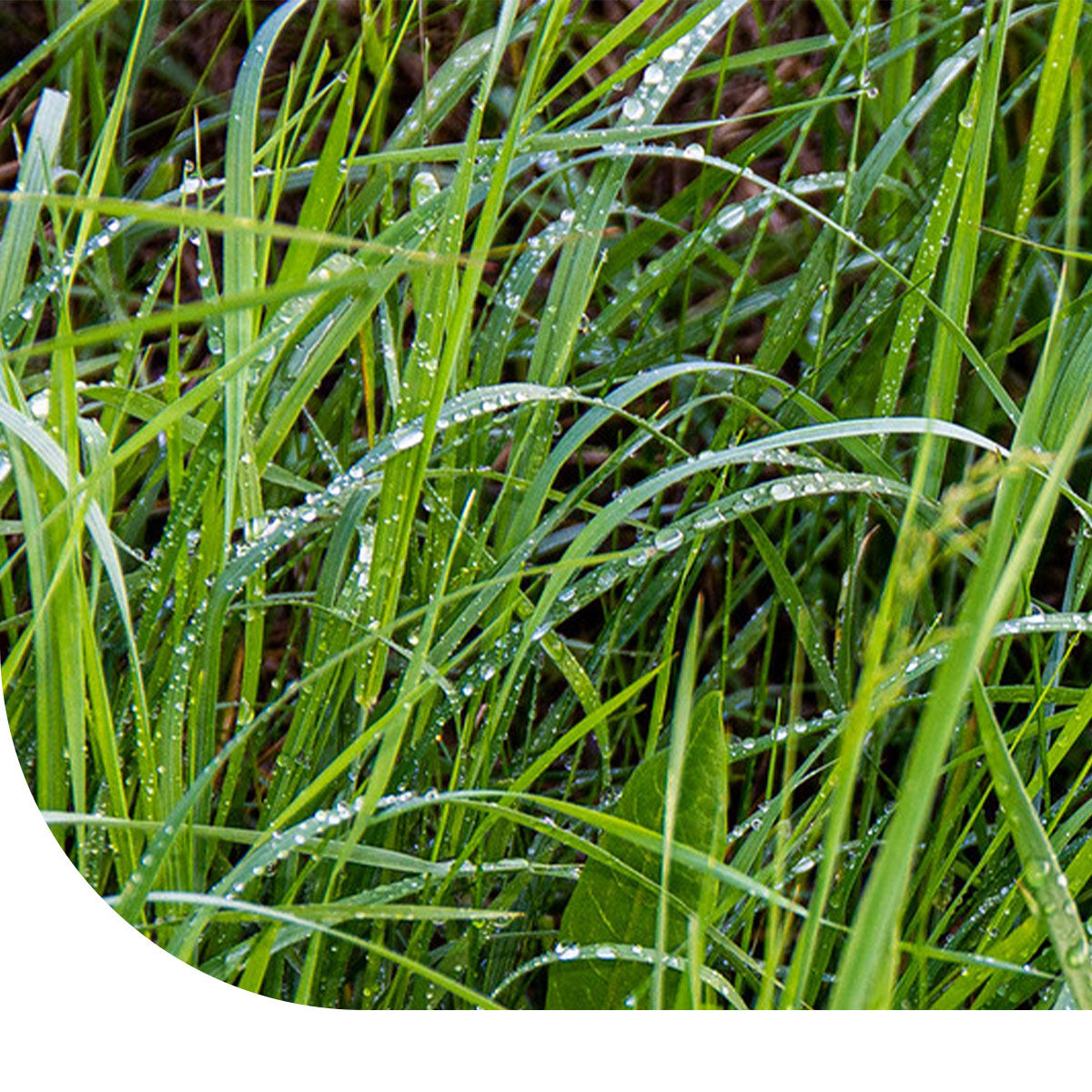 Ray-grass de Westerwold - MRS Seeds – Mulder Retail