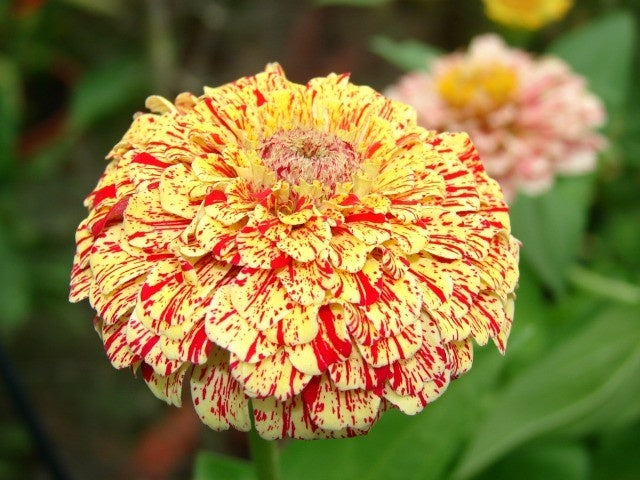 Zinnia elegans - Peppermint Stick – Mulder Retail