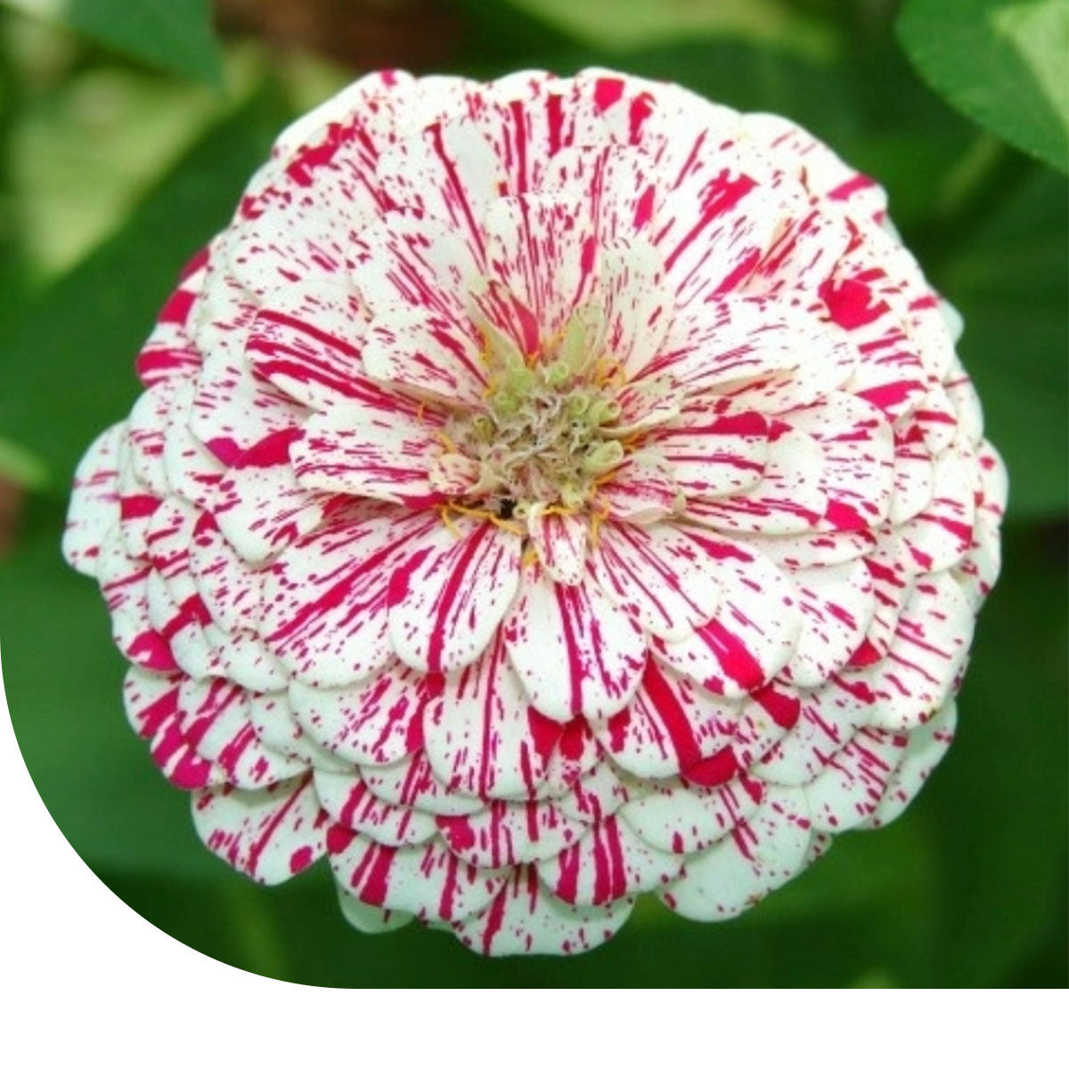 Zinnia elegans - Peppermint Stick – Mulder Retail
