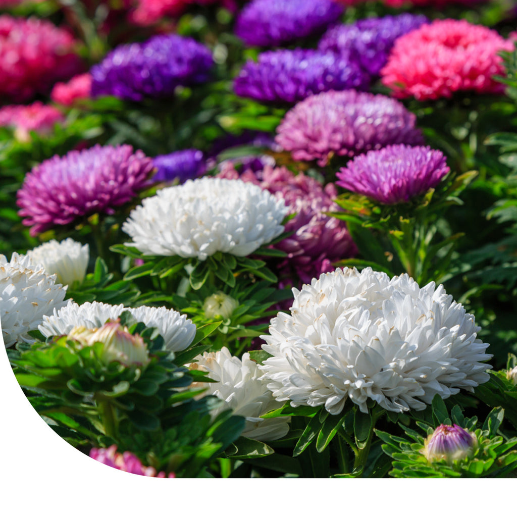 Aster d'été 'American bush' - mixte – Mulder Retail