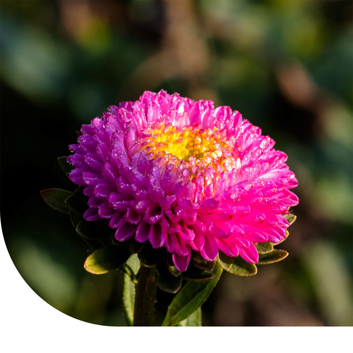 Aster d'été 'Pompon' - Callistephus chinensis – Mulder Retail