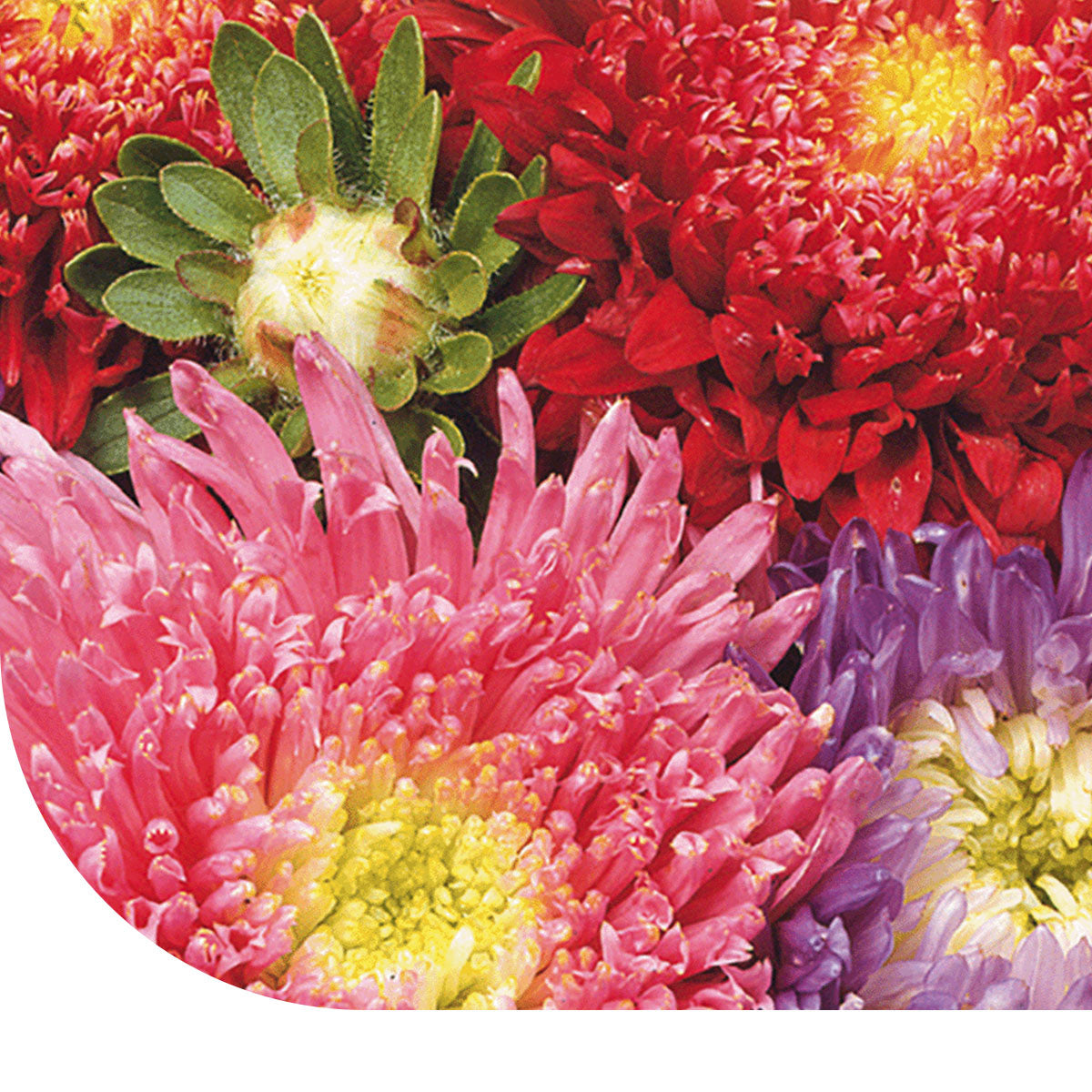 Aster d'été 'Princesse' - Callistephus chinensis – Mulder Retail